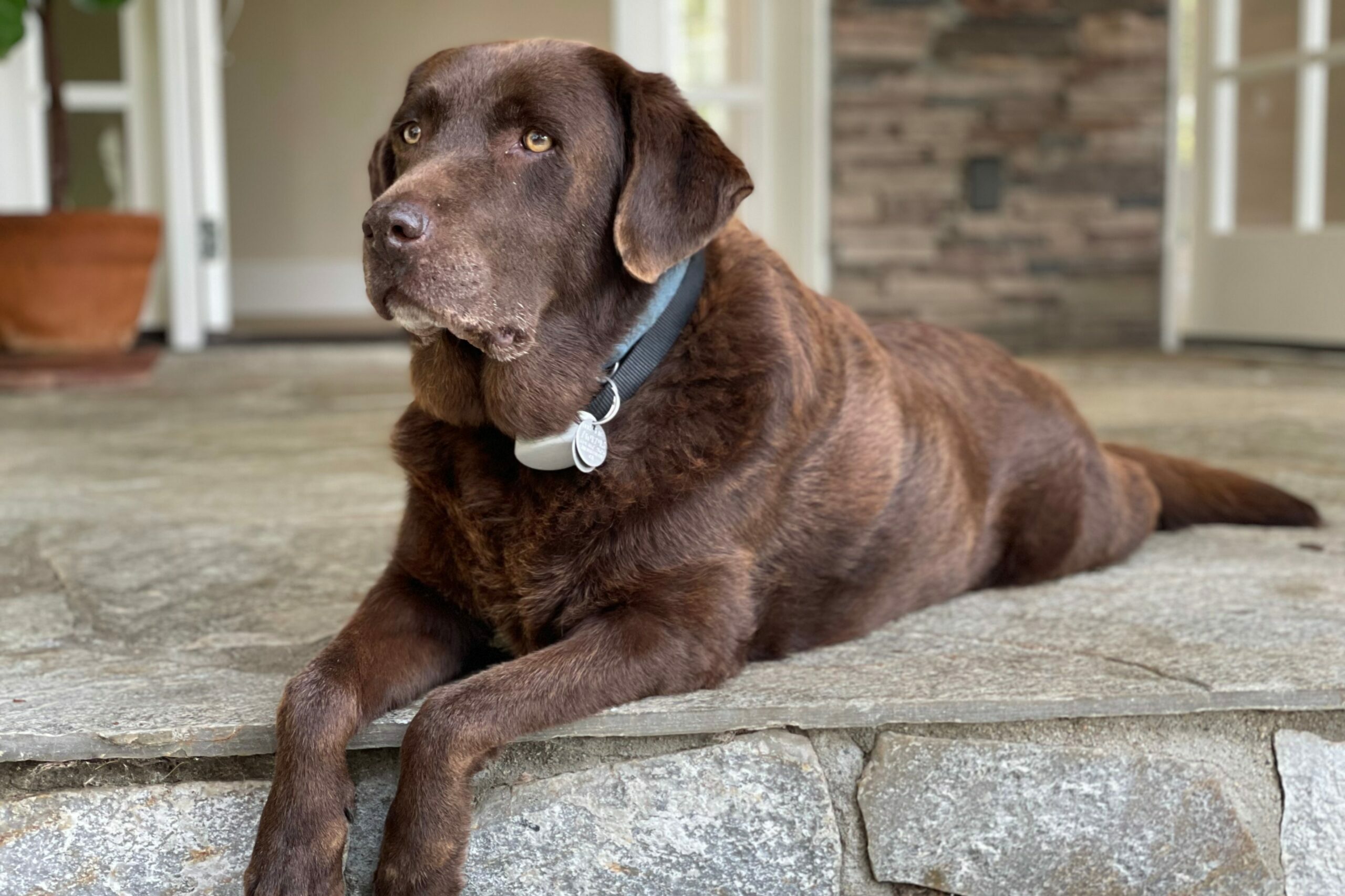What Are the Signs and Symptoms of Heart Disease in Dogs and Cats ...